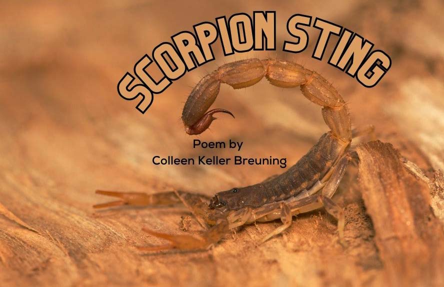 Scorpion Sting – Colleen Keller Breuning