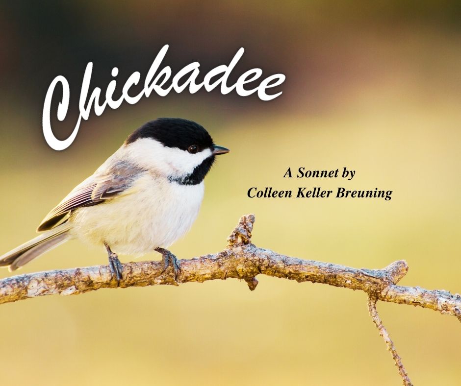 Chickadee – Colleen Keller Breuning